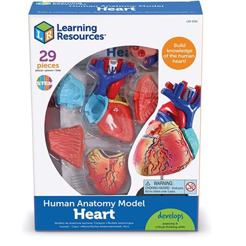 Heart Human Anatomy Model – Toy Town